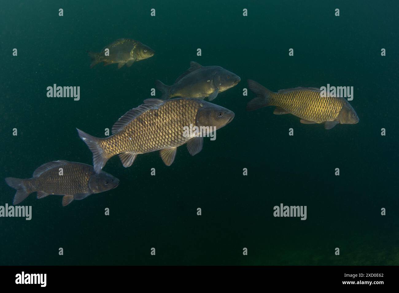 Group of common carps are swimming in the shoal. Carps in the lake ...