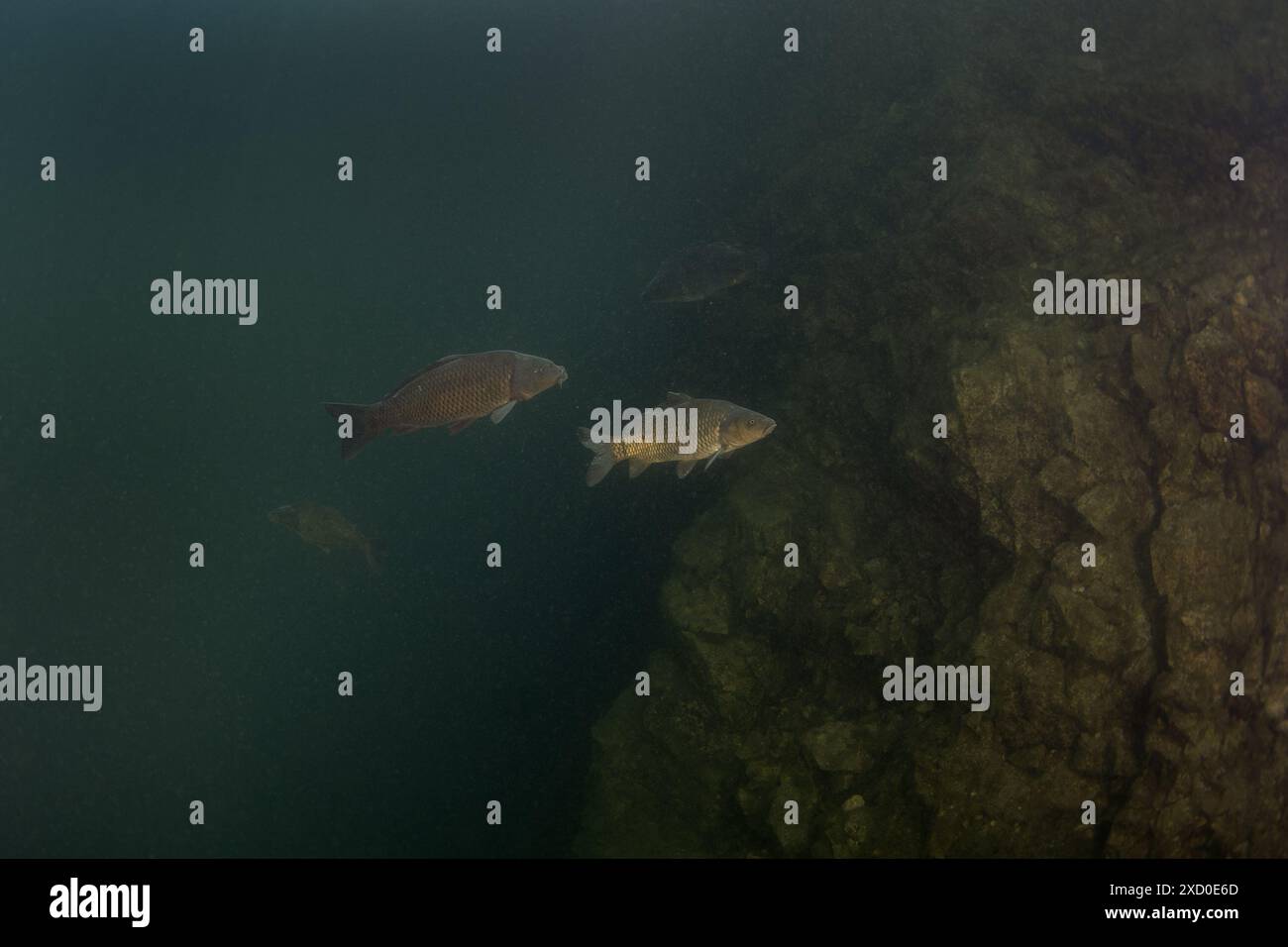 Group of common carps are swimming in the shoal. Carps in the lake ...