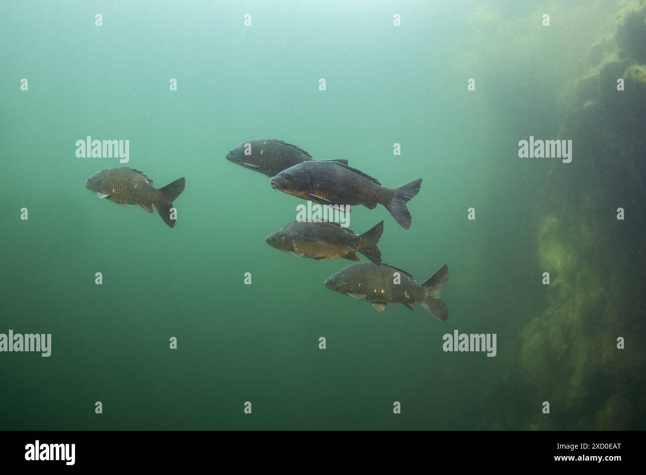 Group of common carps are swimming in the shoal. Carps in the lake ...