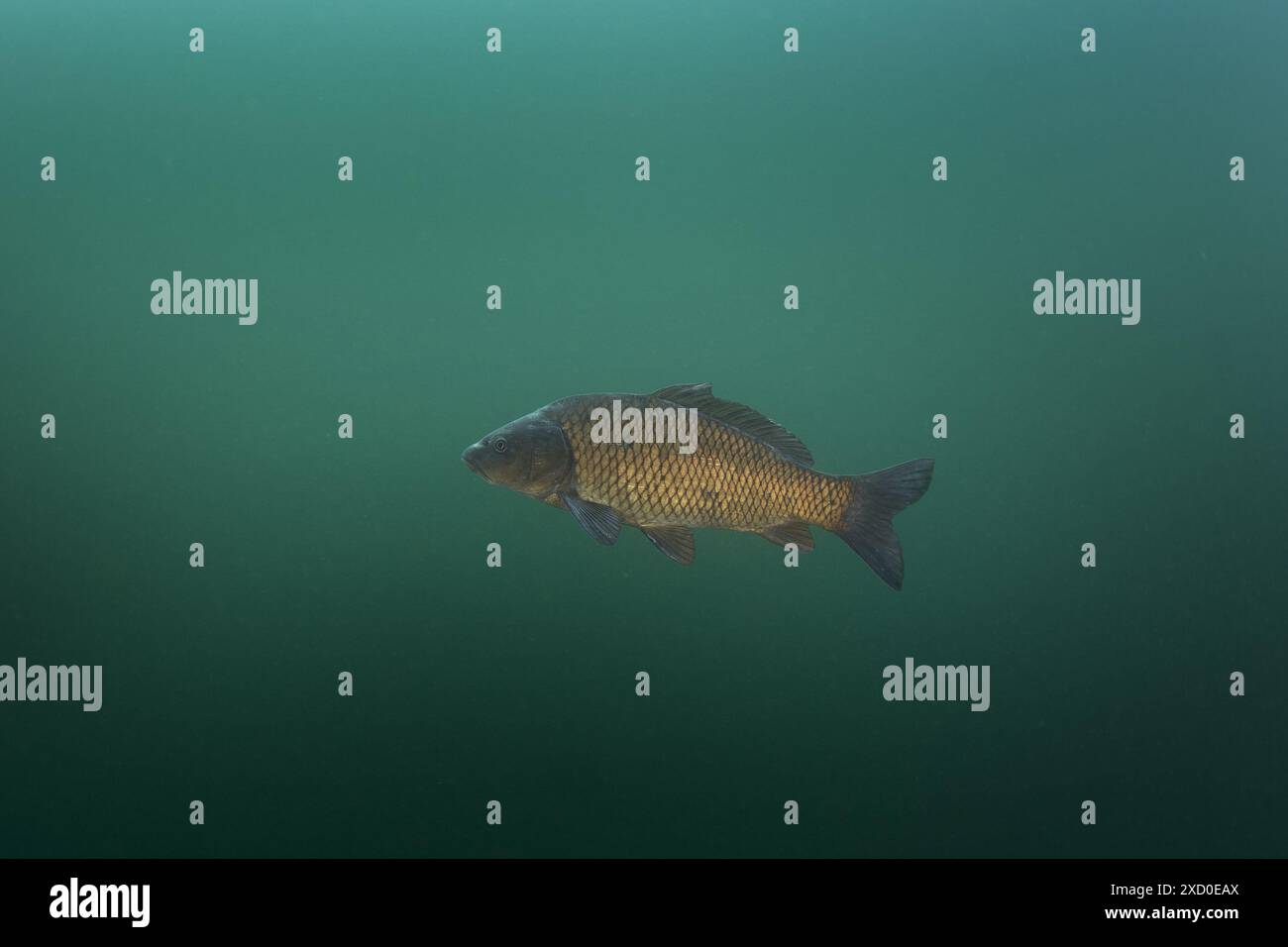 Group of common carps are swimming in the shoal. Carps in the lake ...