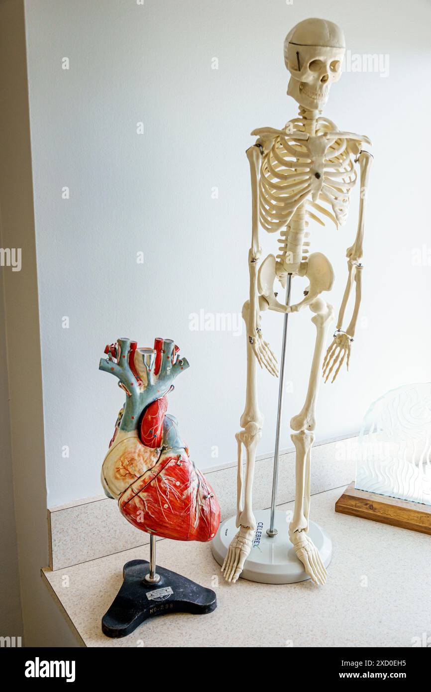 Human heart size not illustration hi-res stock photography and images ...