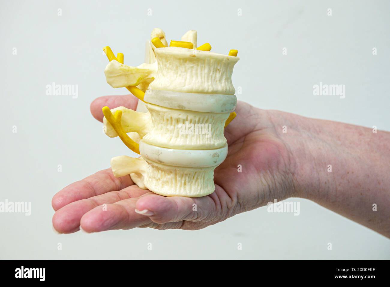 Life size human spinal cord section hi-res stock photography and images ...