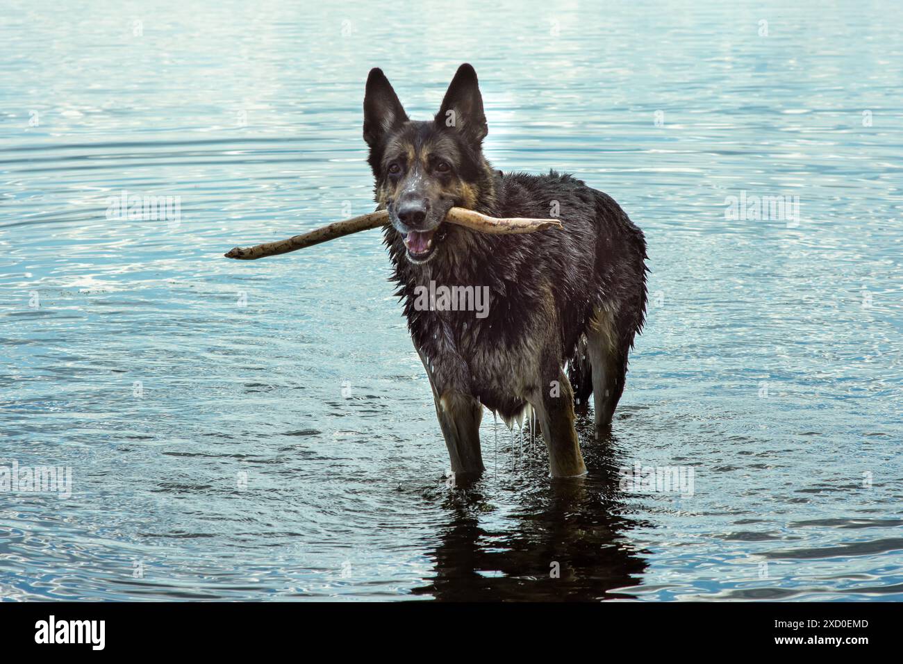 A wet German Shepherd dog stands in a lake with a stick in its mouth ...