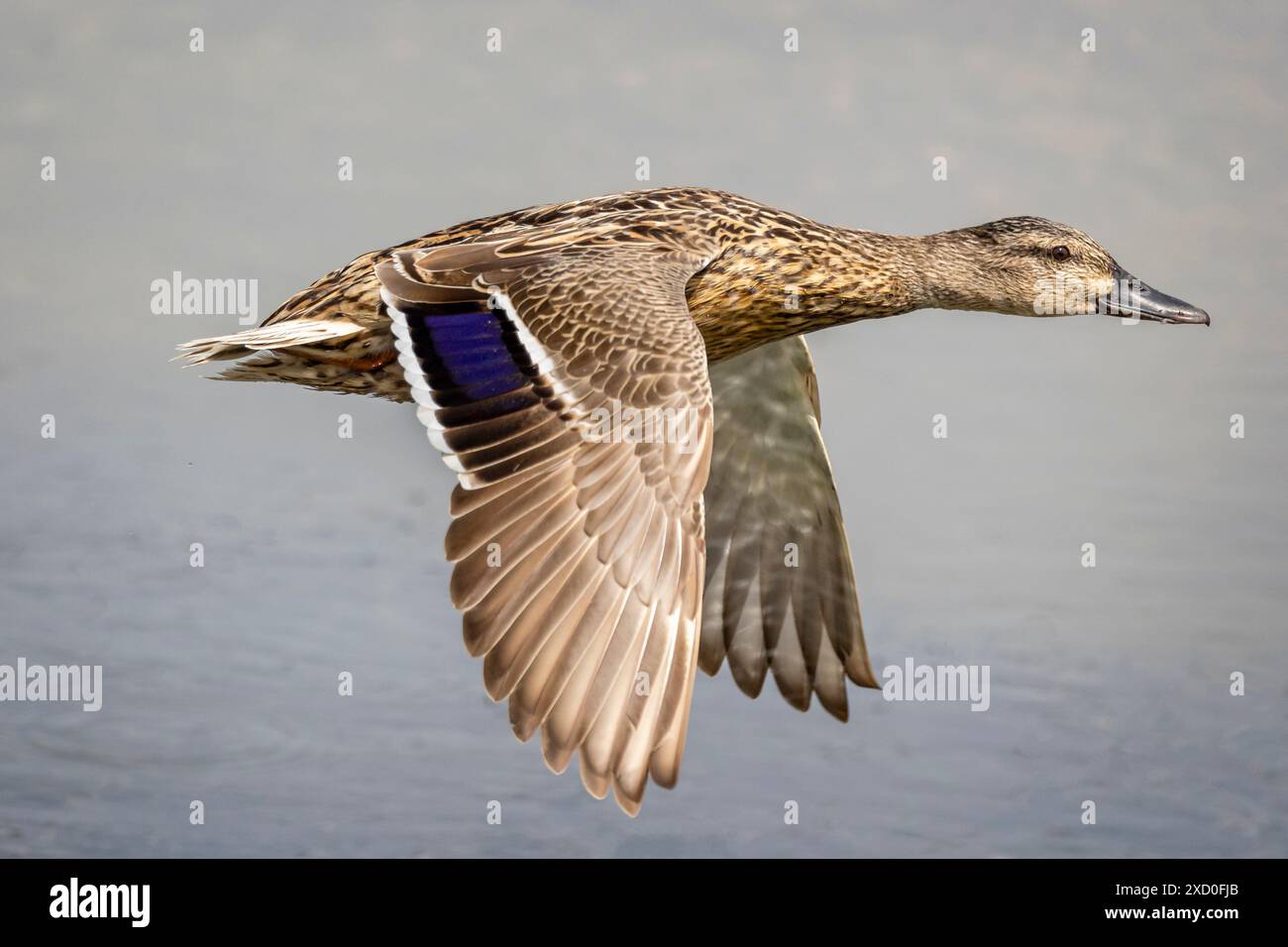 Close up of a female Mallard in flight Stock Photo - Alamy