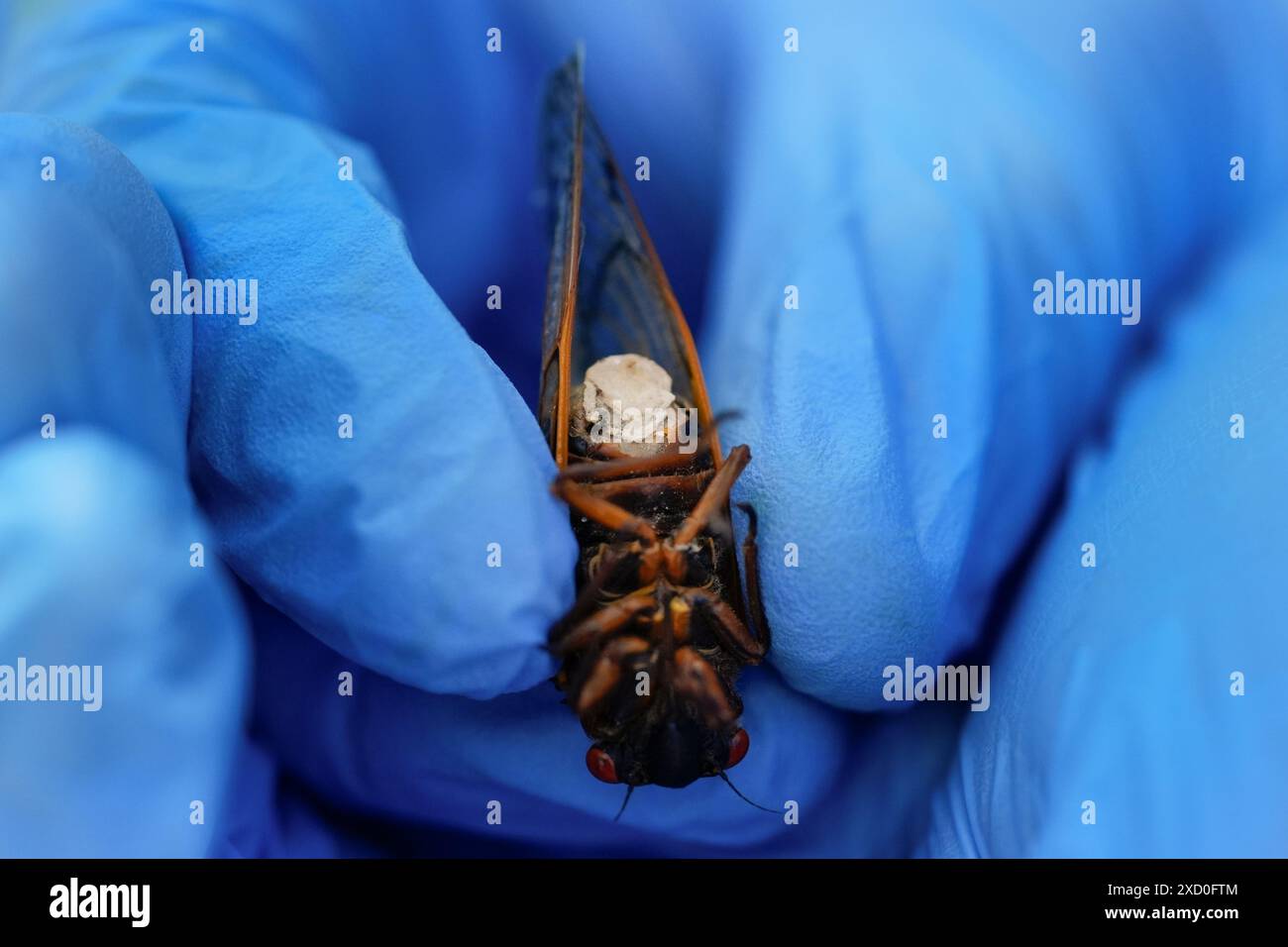 West Virginia University mycology professor Matt Kasson wears gloves to ...