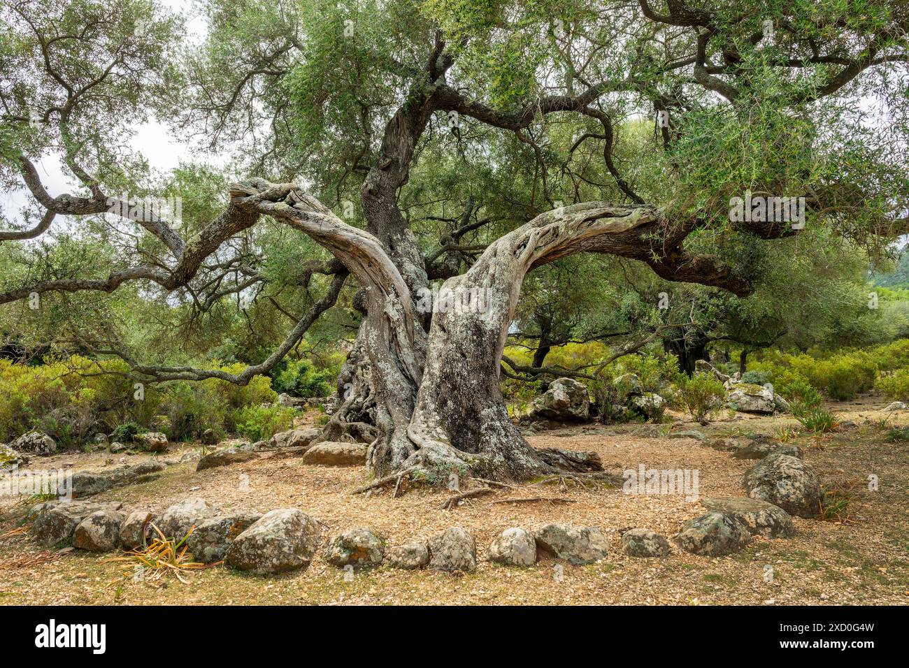 Very old ancient Olive tree in Golgo plateau near Baunei in Ogliastra ...
