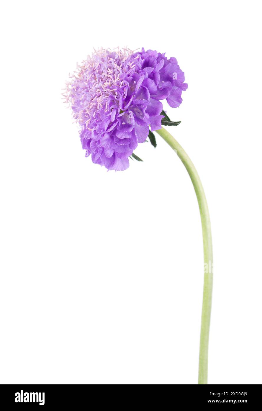 Scabious flower isolated on white background. Knautia arvensis. Purple ...
