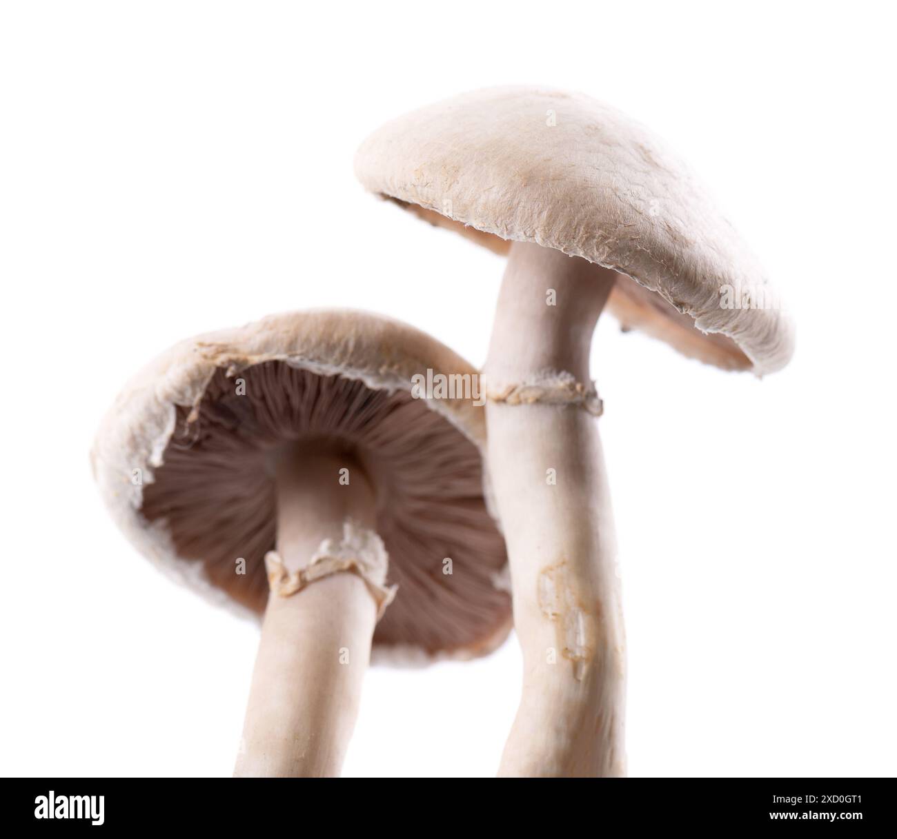 Fresh wild champignon mushrooms on white background. Agaricus Bisporus ...
