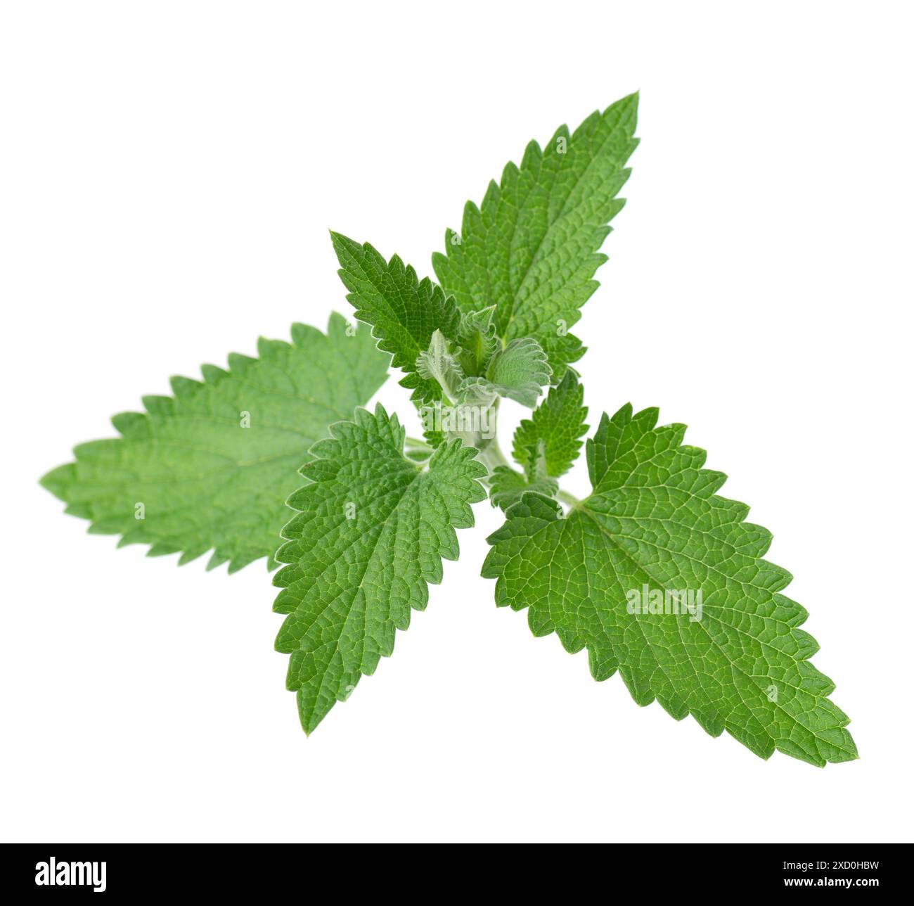 Green leaves of lemon balm or melissa plant isolated on white ...