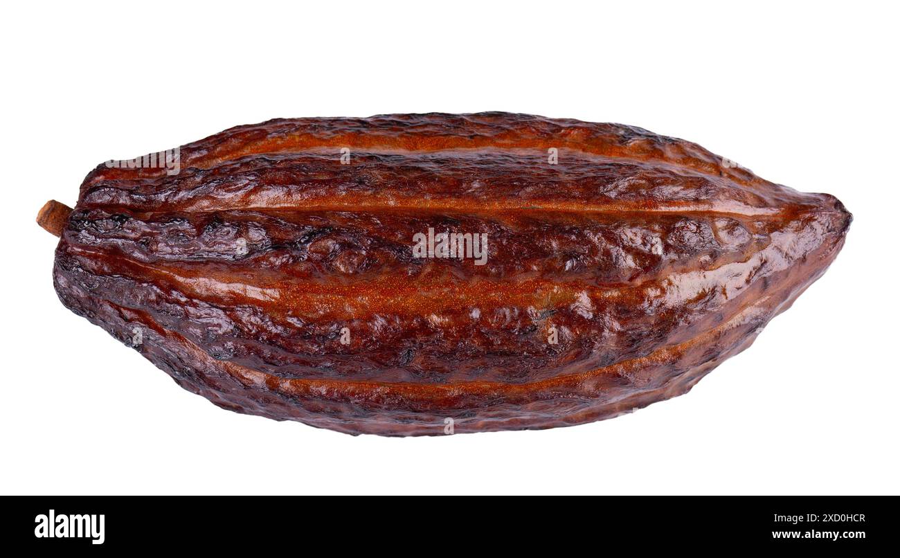 Fresh cacao fruits isolated on white background. Dark red cocoa pods ...