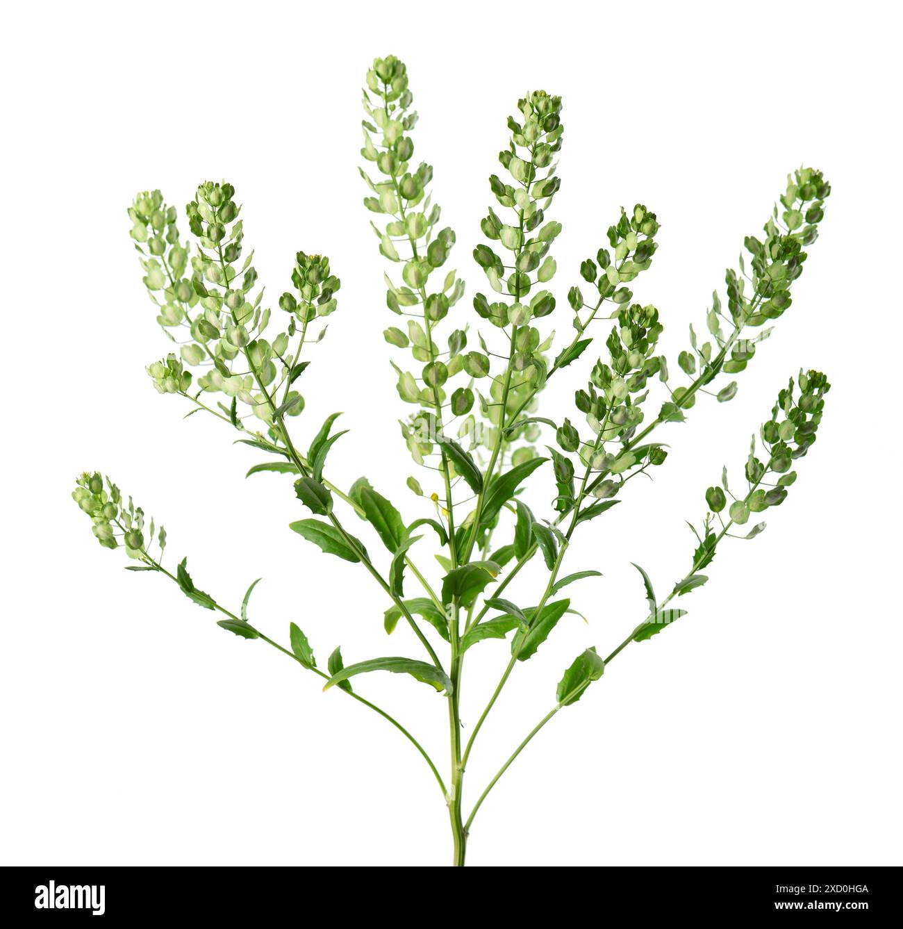 Thlaspi arvense isolated on white background. Flattened, oval seedpods ...