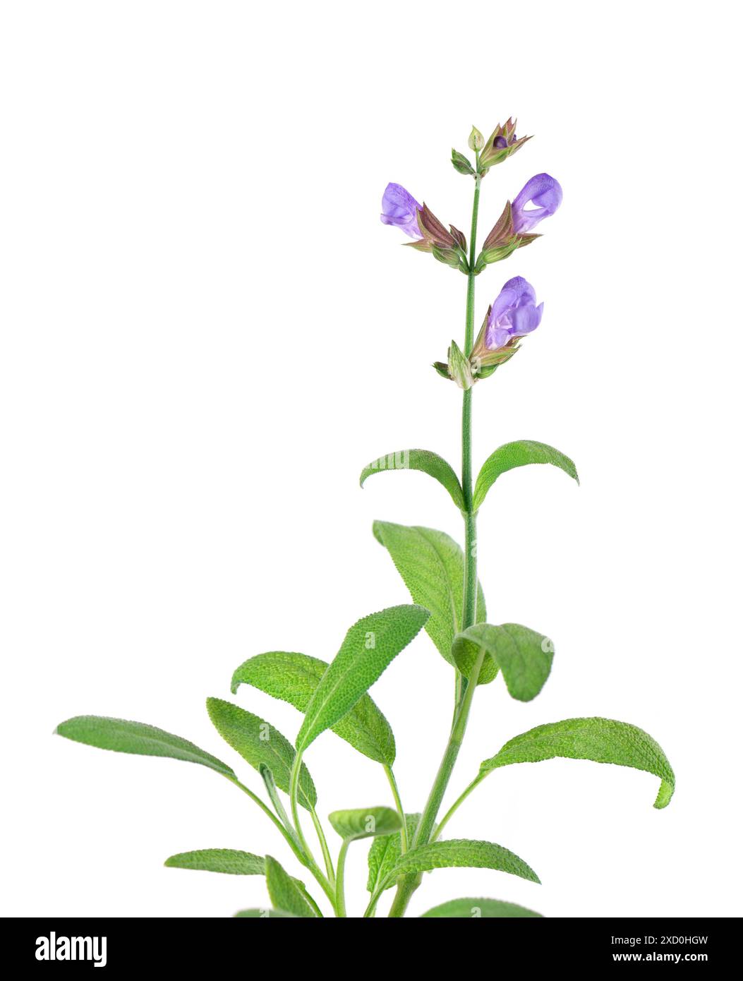 Salvia Officinalis isolated on white background. Purple pink flowers of ...