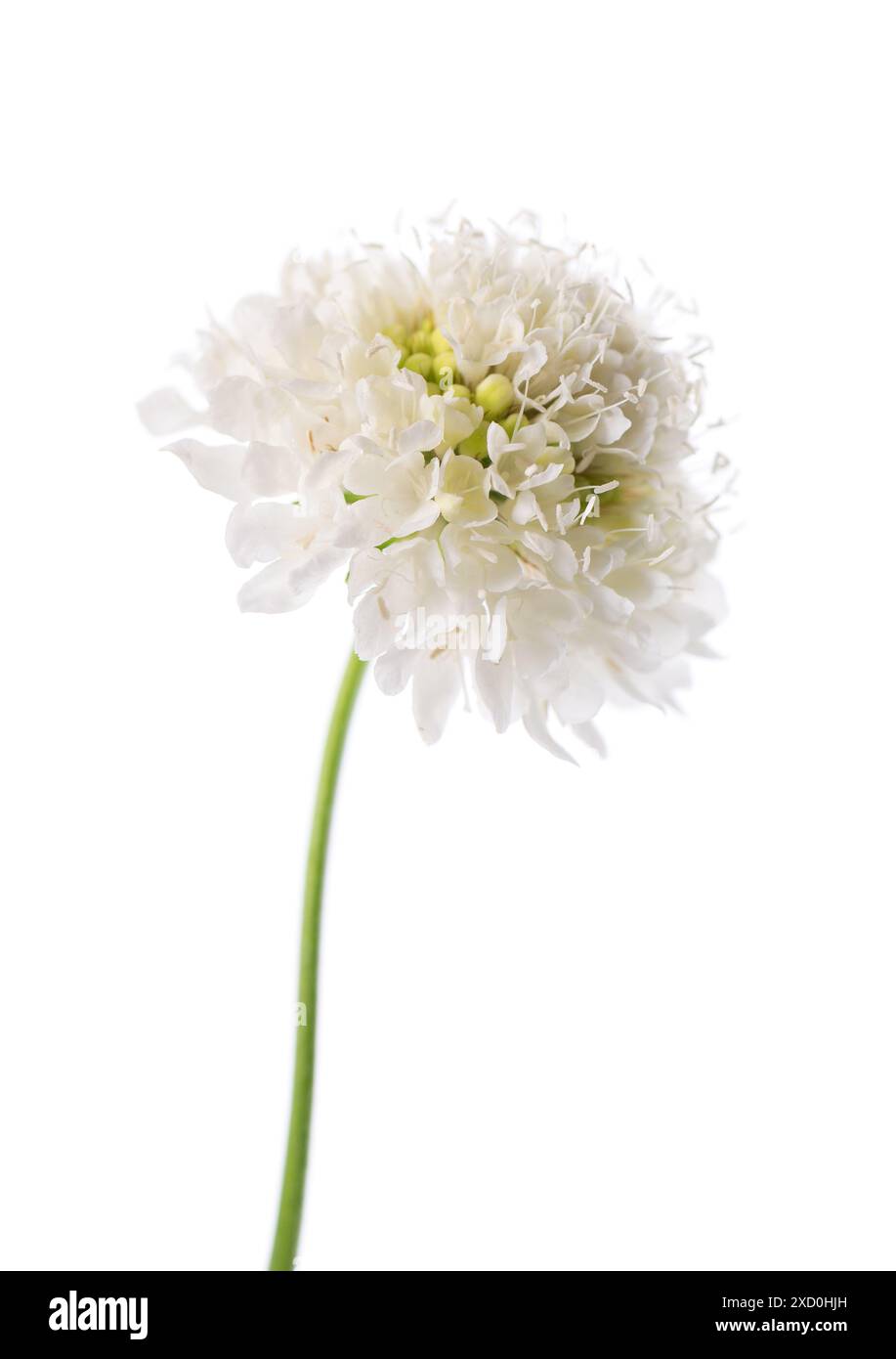 Scabious flower isolated on white background. Knautia arvensis. White ...