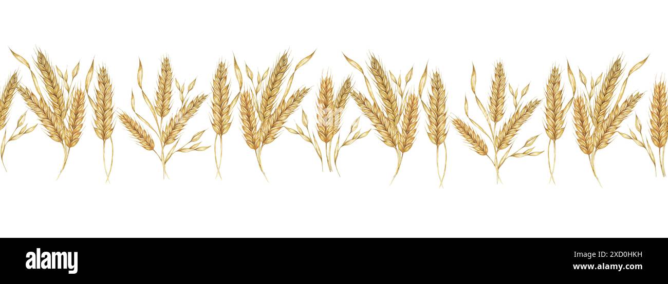 Wheat stalks seamless border, barley ears ribbon. Watercolor ...