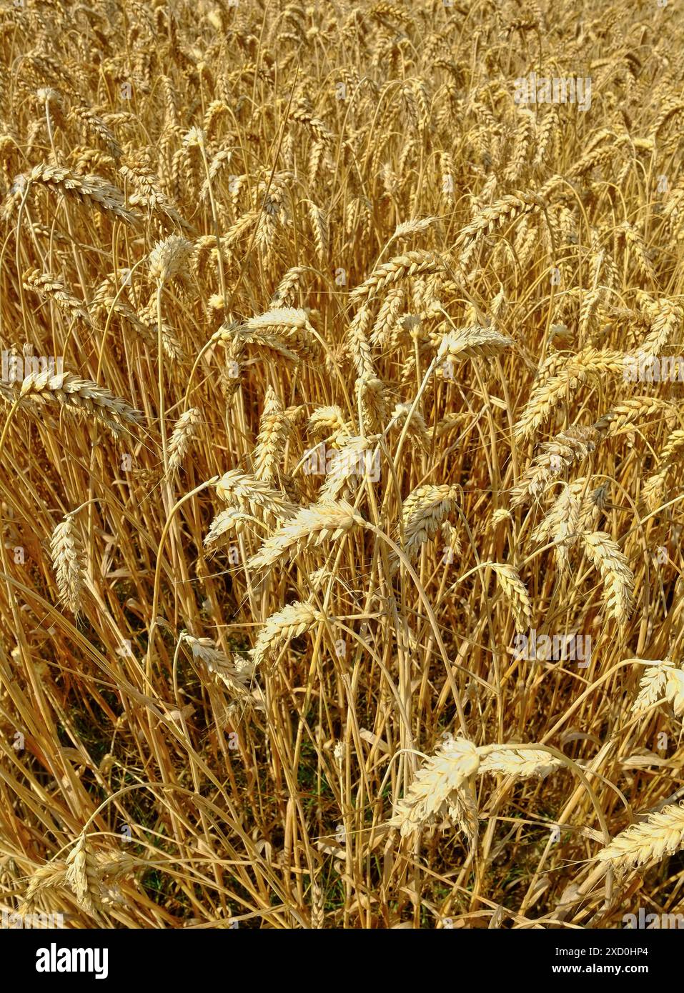 Wheat, corn and farm in nature with agriculture growth, production and ...