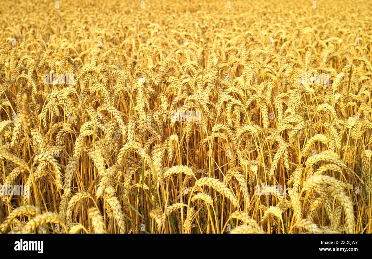 Wheat, field and farm in nature with agriculture growth, production and ...