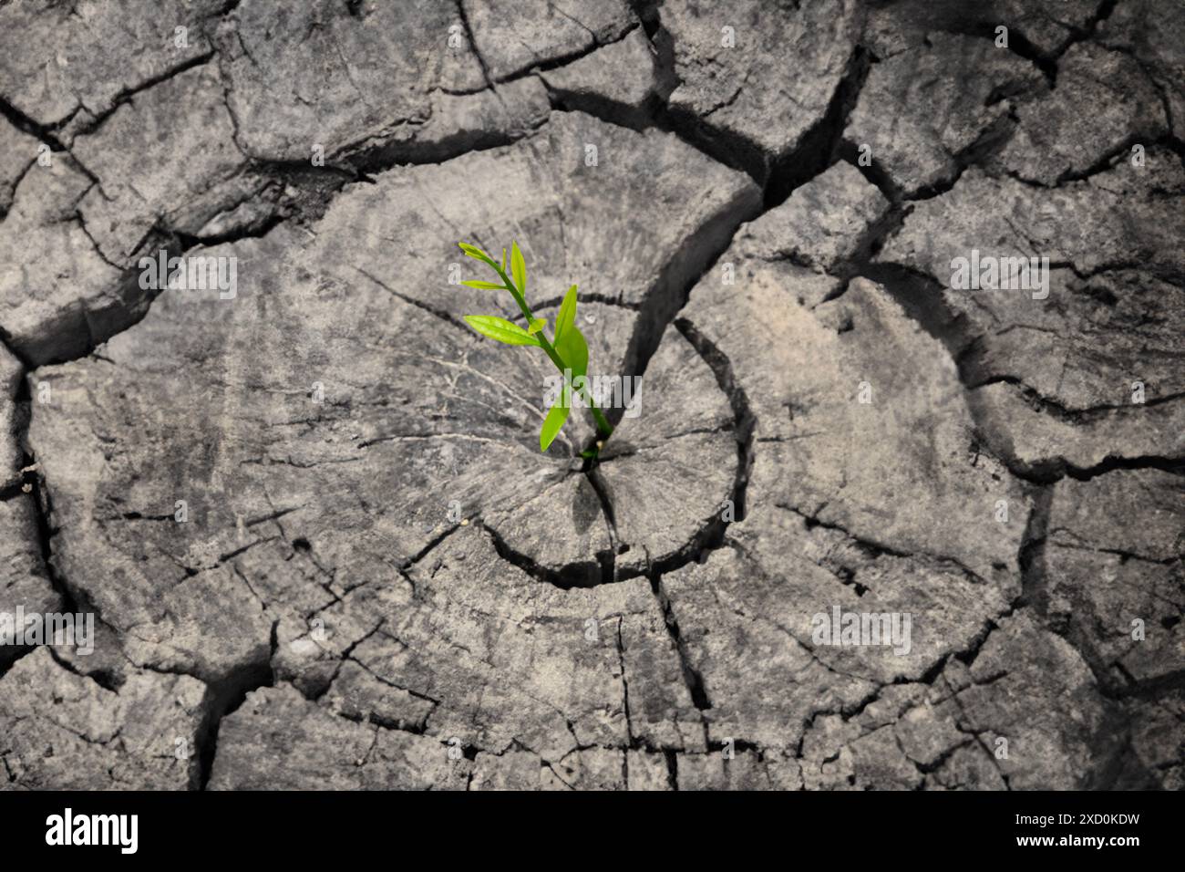 A small green plant is growing out of a crack in a rock. Concept of ...