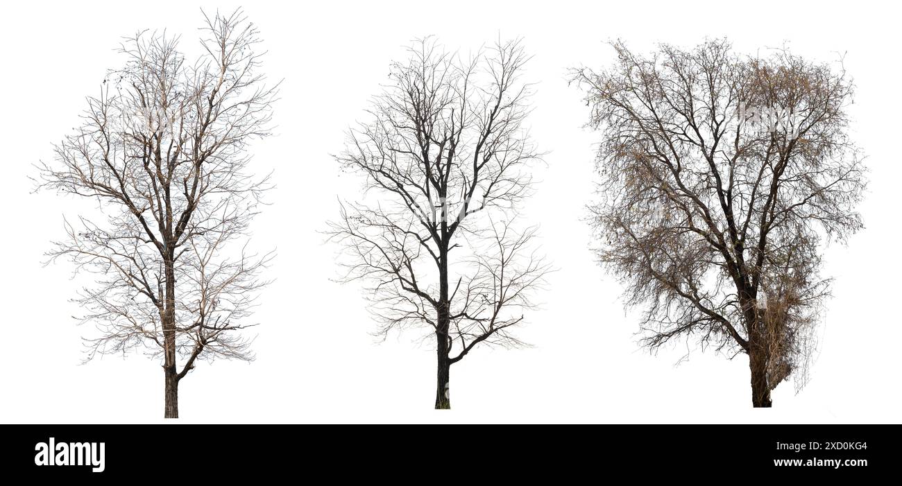 Abstract background maple bark Cut Out Stock Images & Pictures - Alamy