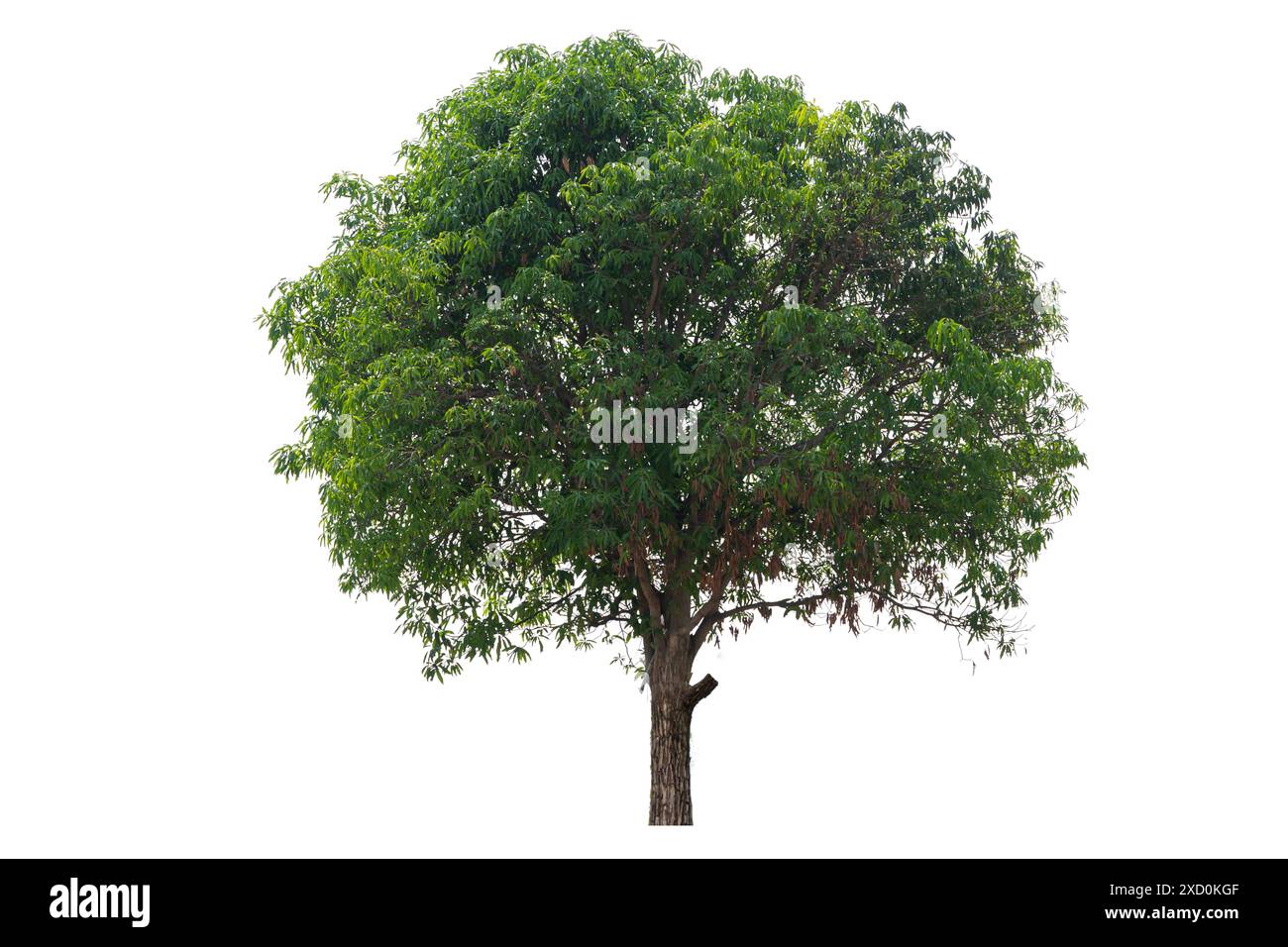 A large tree with green leaves stands alone on a white background. The ...