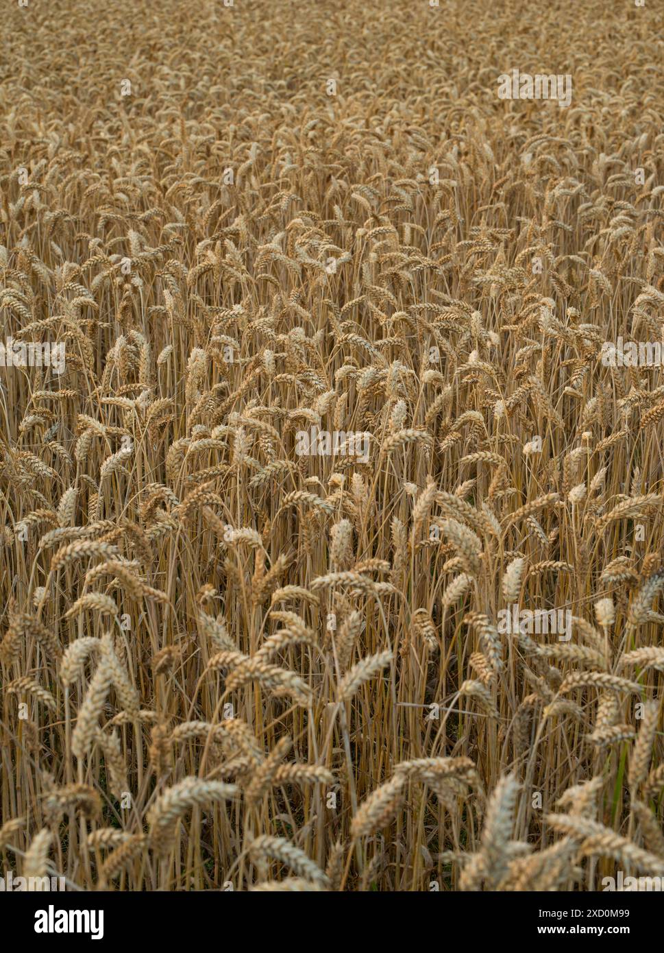 Wheat field, sustainability and farm in nature with growth, production ...