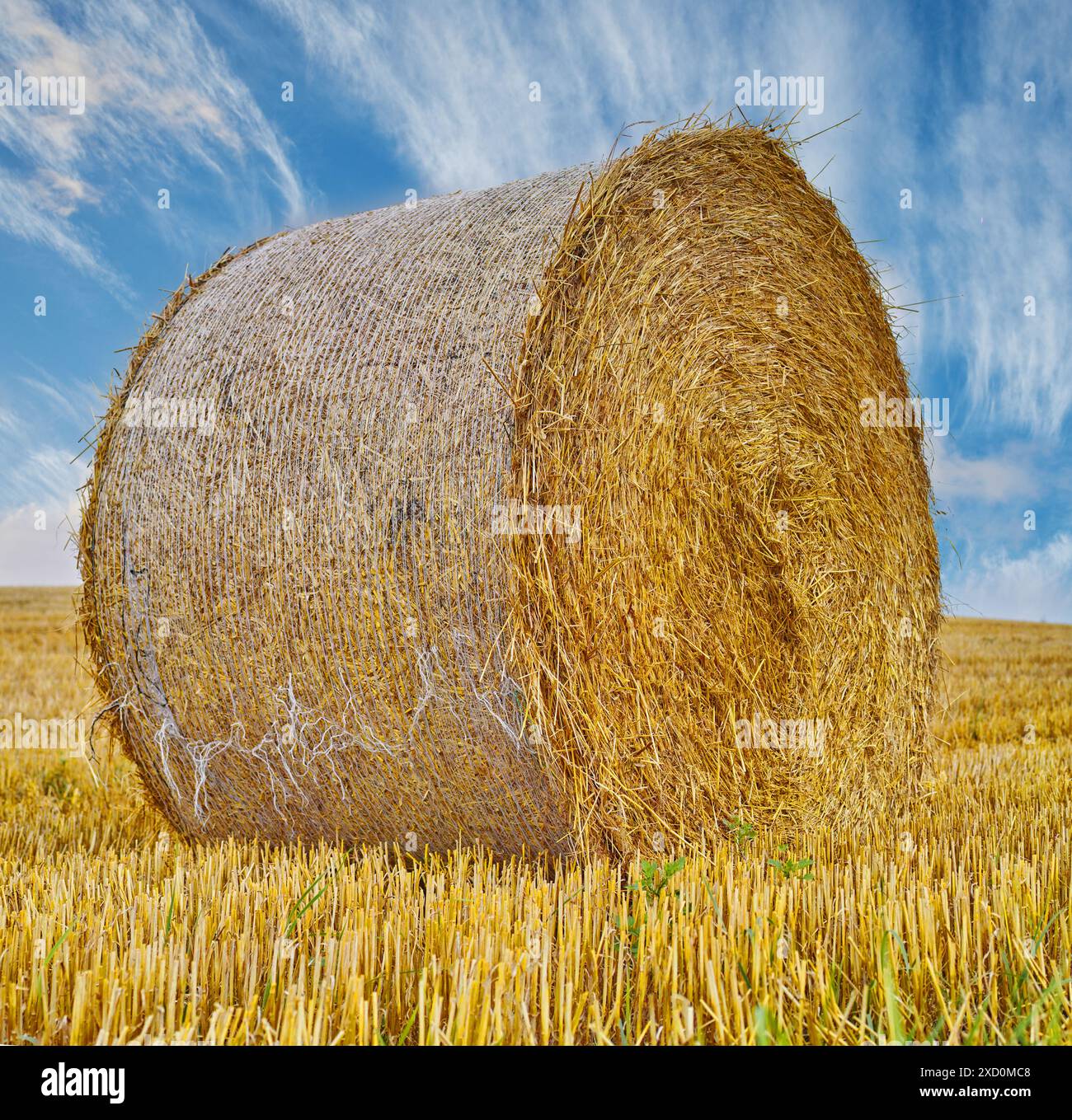 Field, hay and bales in outdoor farm, agriculture and raw food ready ...