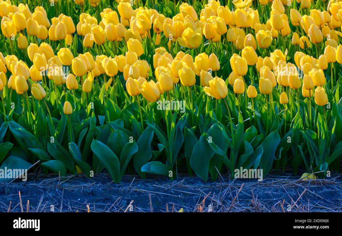 Bulb fields hi-res stock photography and images - Alamy