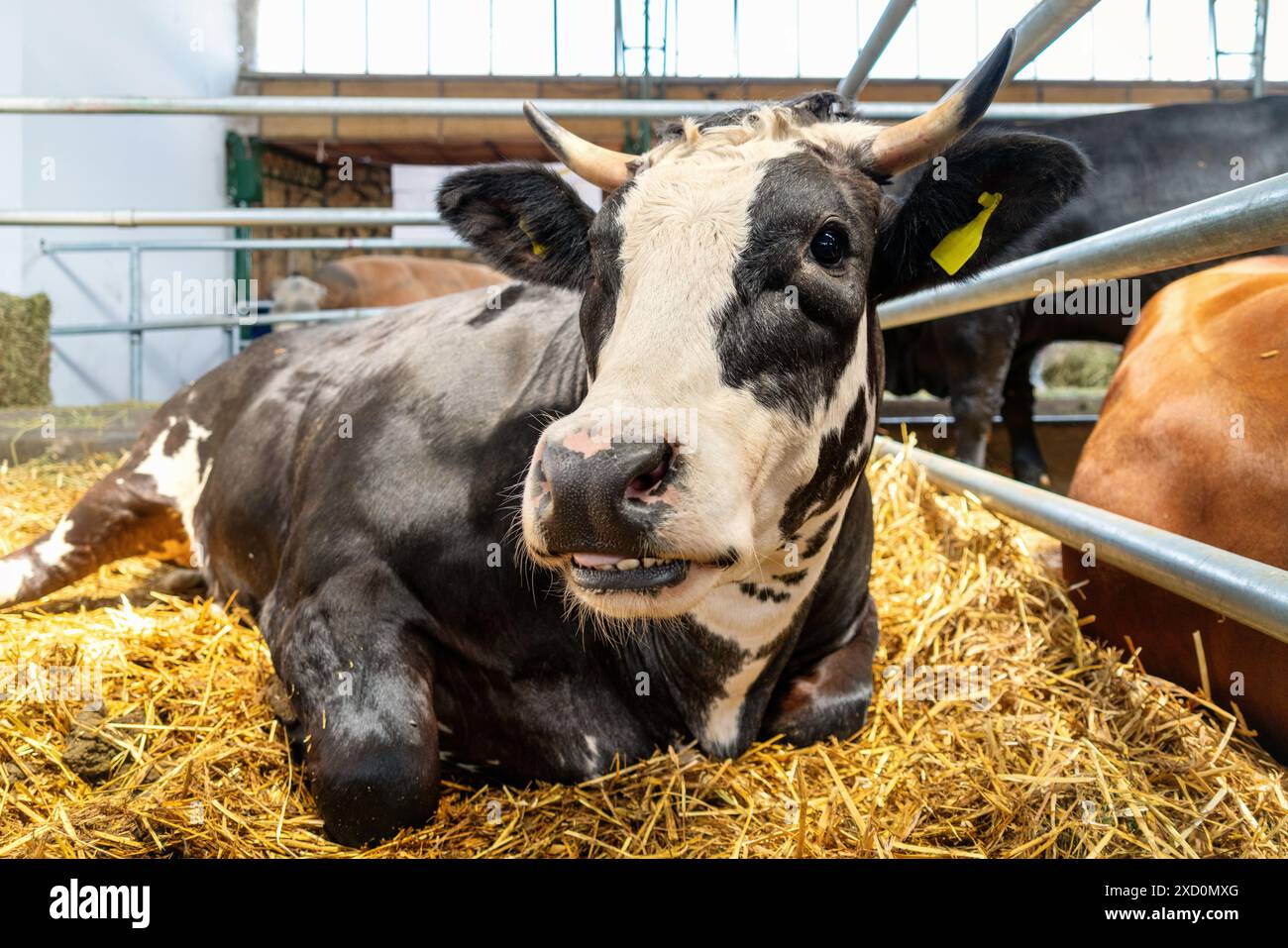 Close-up portrait of a black and white bull in a corral on livestock ...