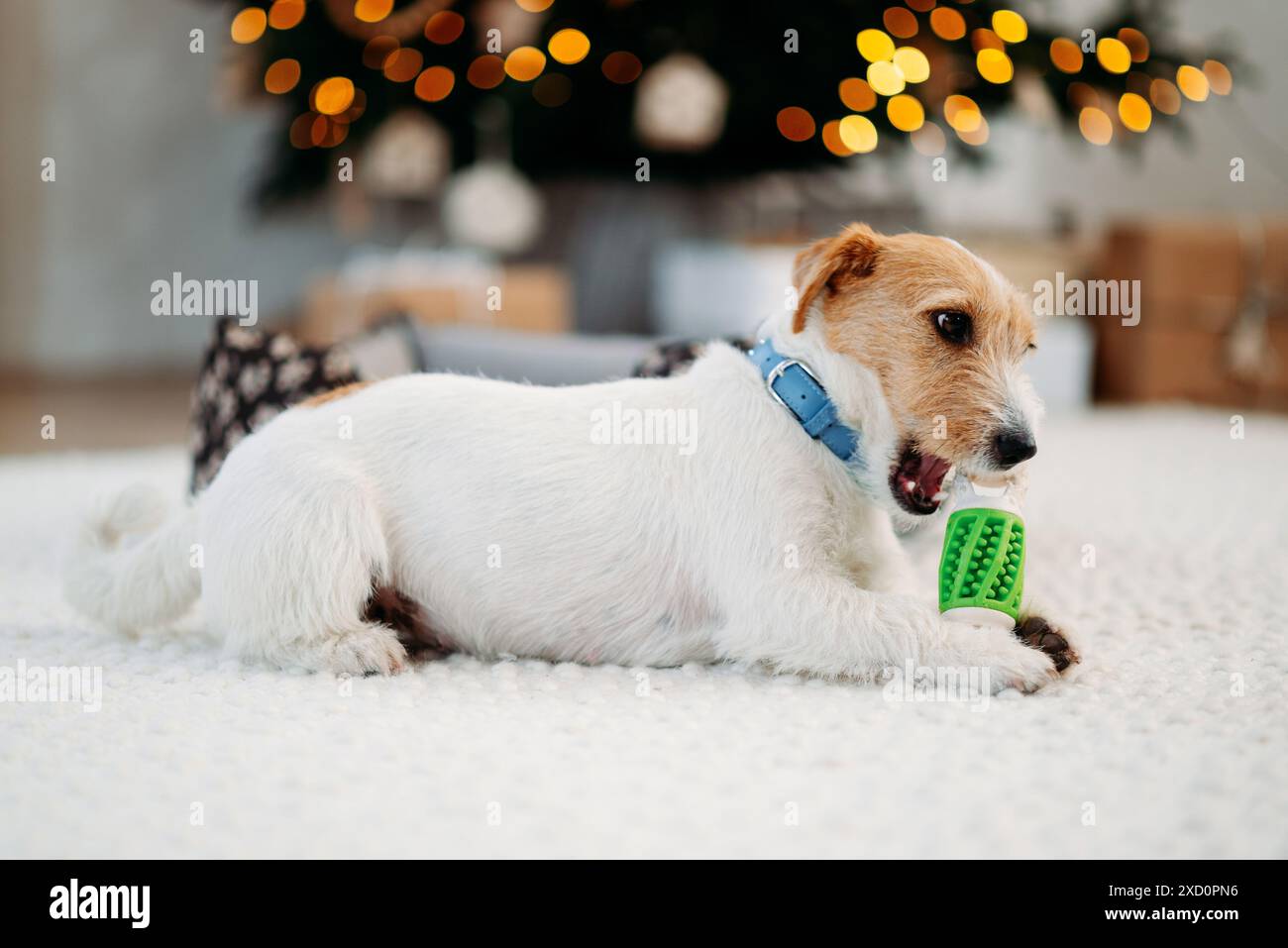 Wire haired jack russell hi-res stock photography and images - Alamy