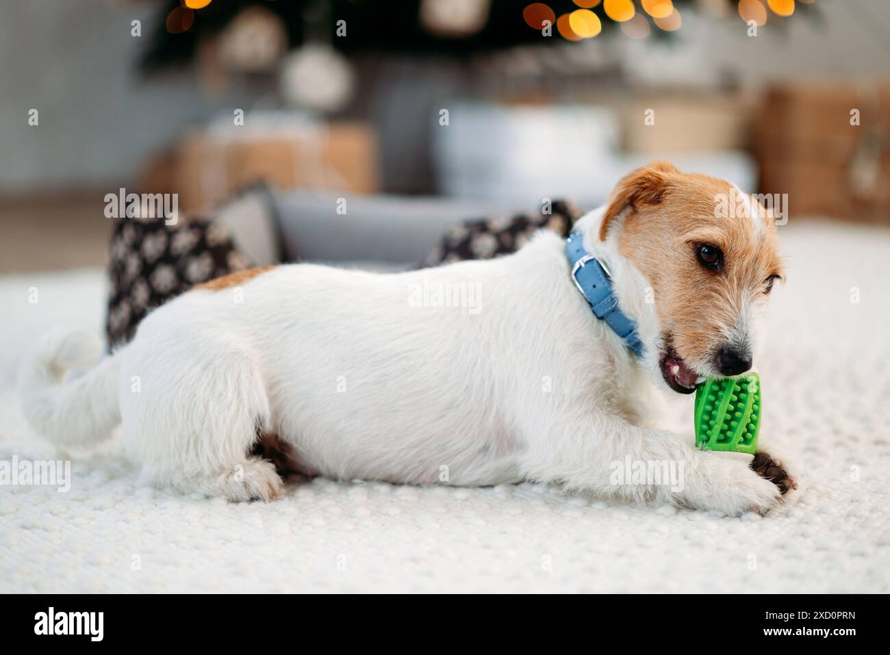 Cute jack russell terrier on a wood floor with a green toy Stock Photo ...