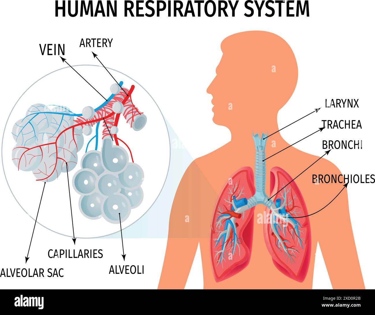 Human respiratory system. Vector Anatomy illustration Stock Vector ...