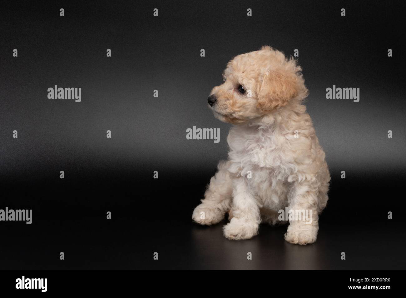 Sit and look on side poodle puppy dog isolated on black studio ...