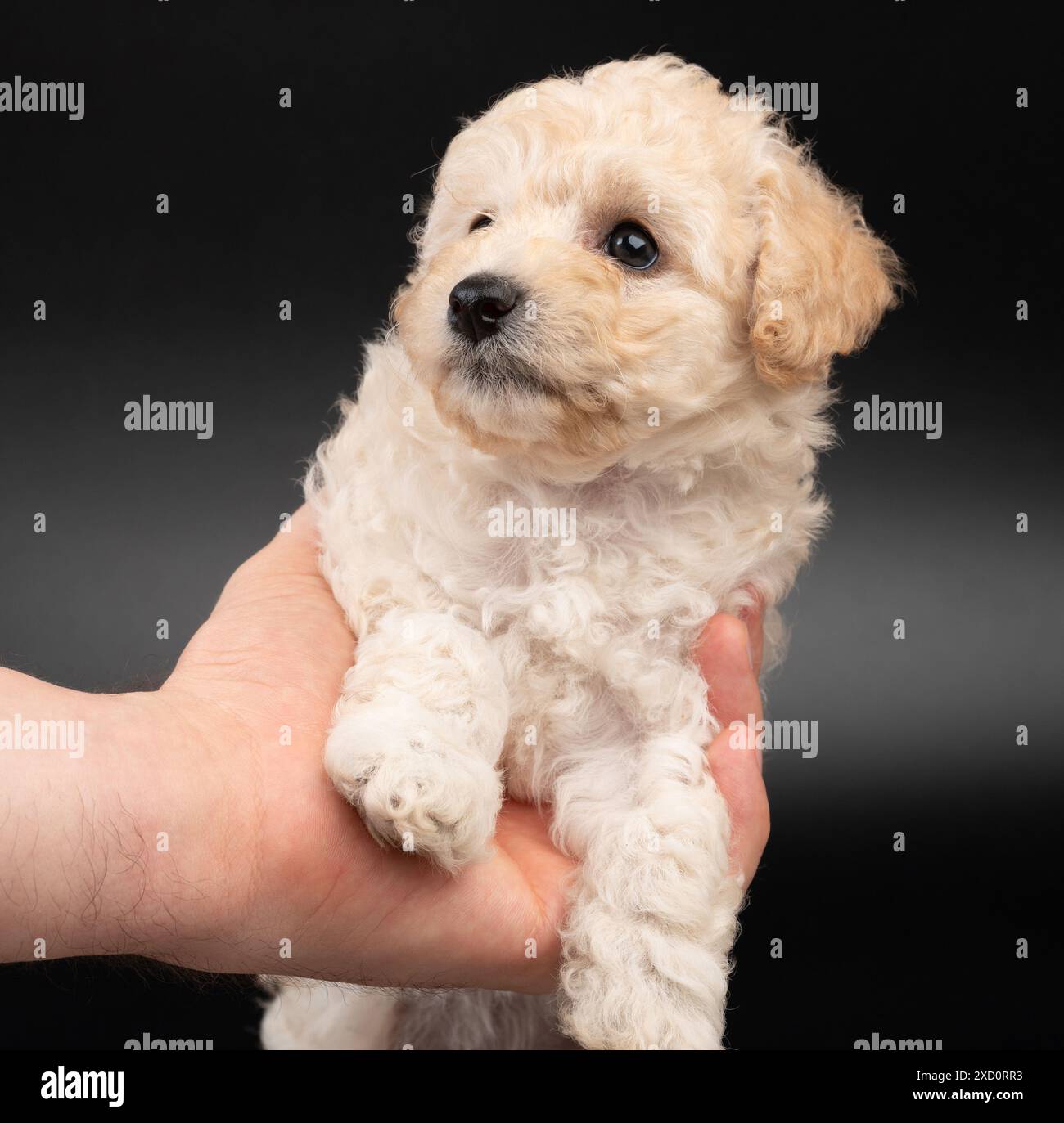 Small poodle puppy dog in hand isolated on black studio background ...