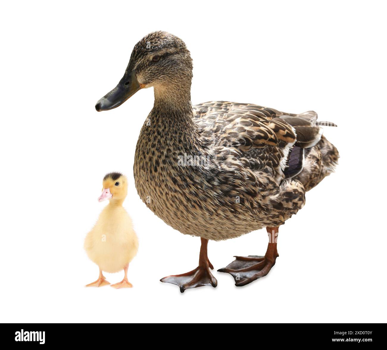 Duck and small fluffy duckling on white background Stock Photo - Alamy