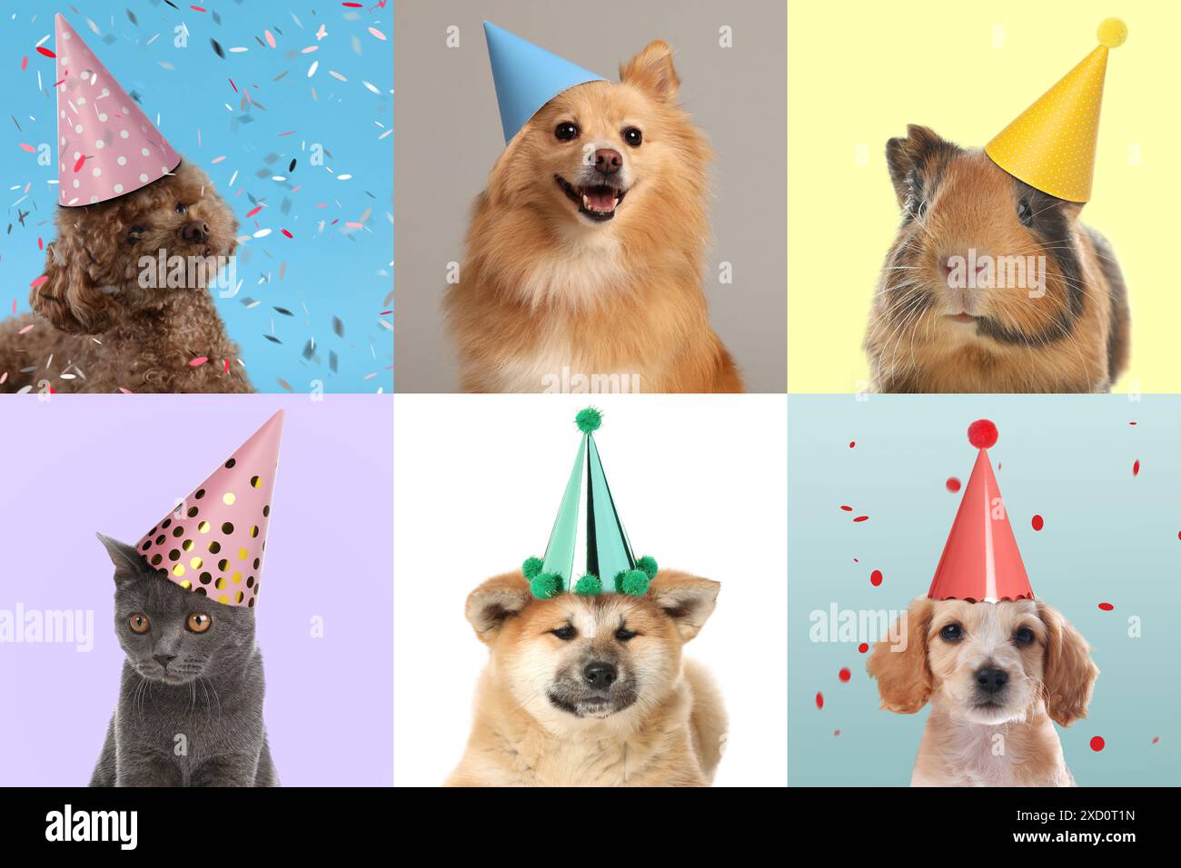 Adorable birthday animals in party hats on different color backgrounds ...