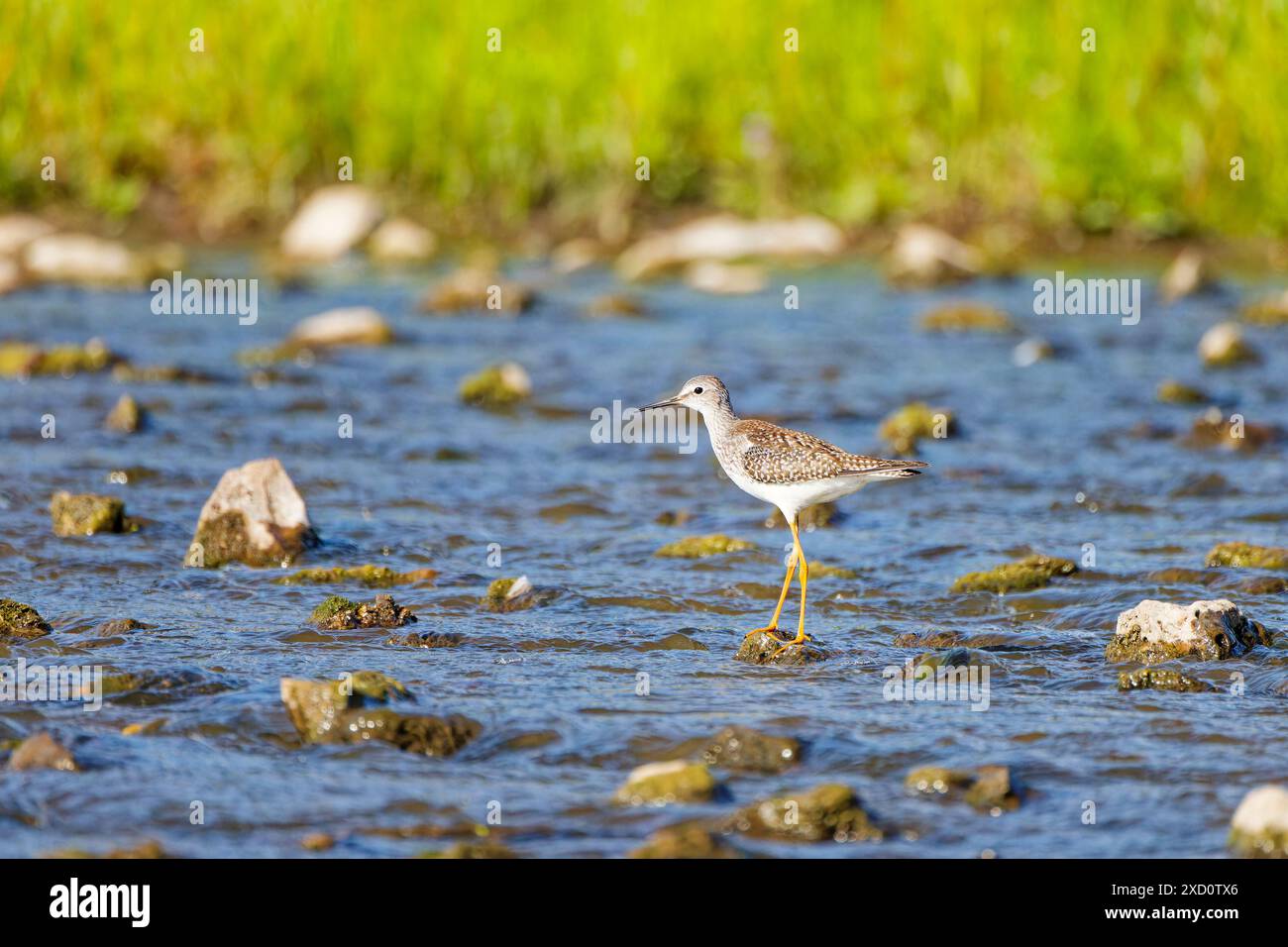Greater Yellowlegs (Tringa melanoleuca) on the river Stock Photo - Alamy