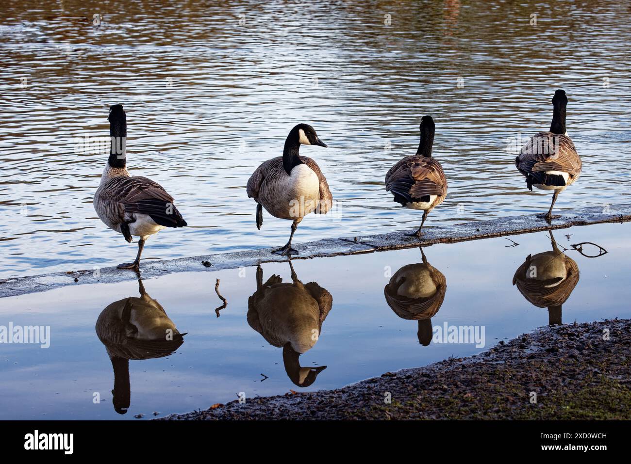 Four different birds hi-res stock photography and images - Alamy