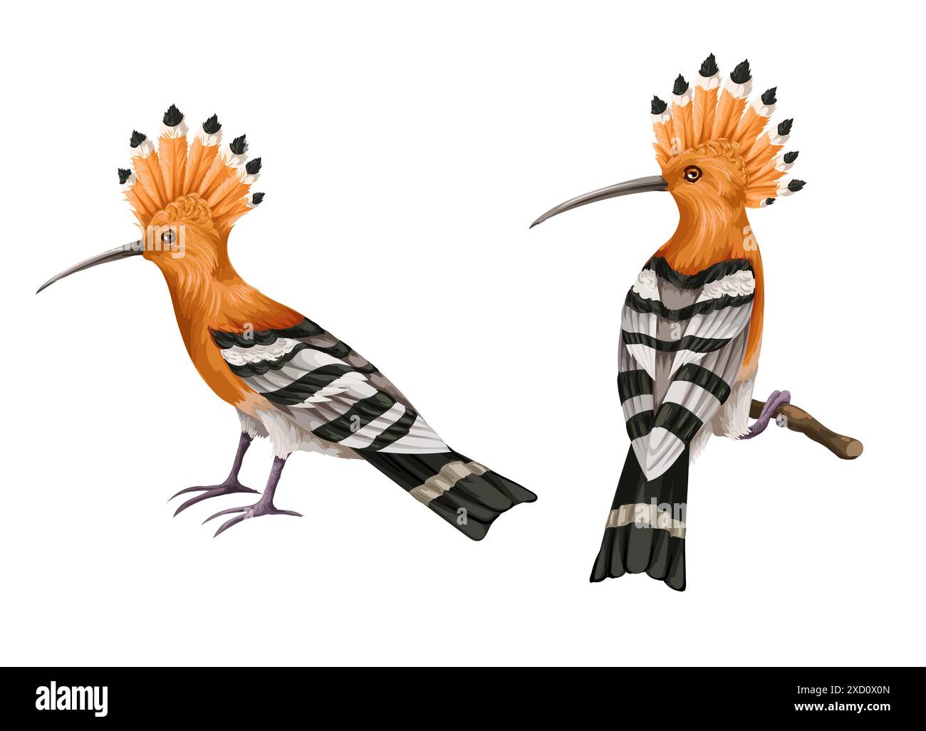 Hoopoe birds isolated. Vector Stock Vector Image & Art - Alamy