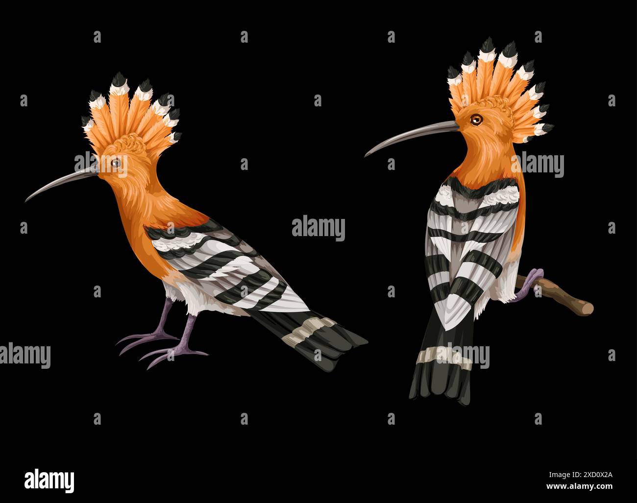 Hoopoe birds isolated. Vector Stock Vector Image & Art - Alamy