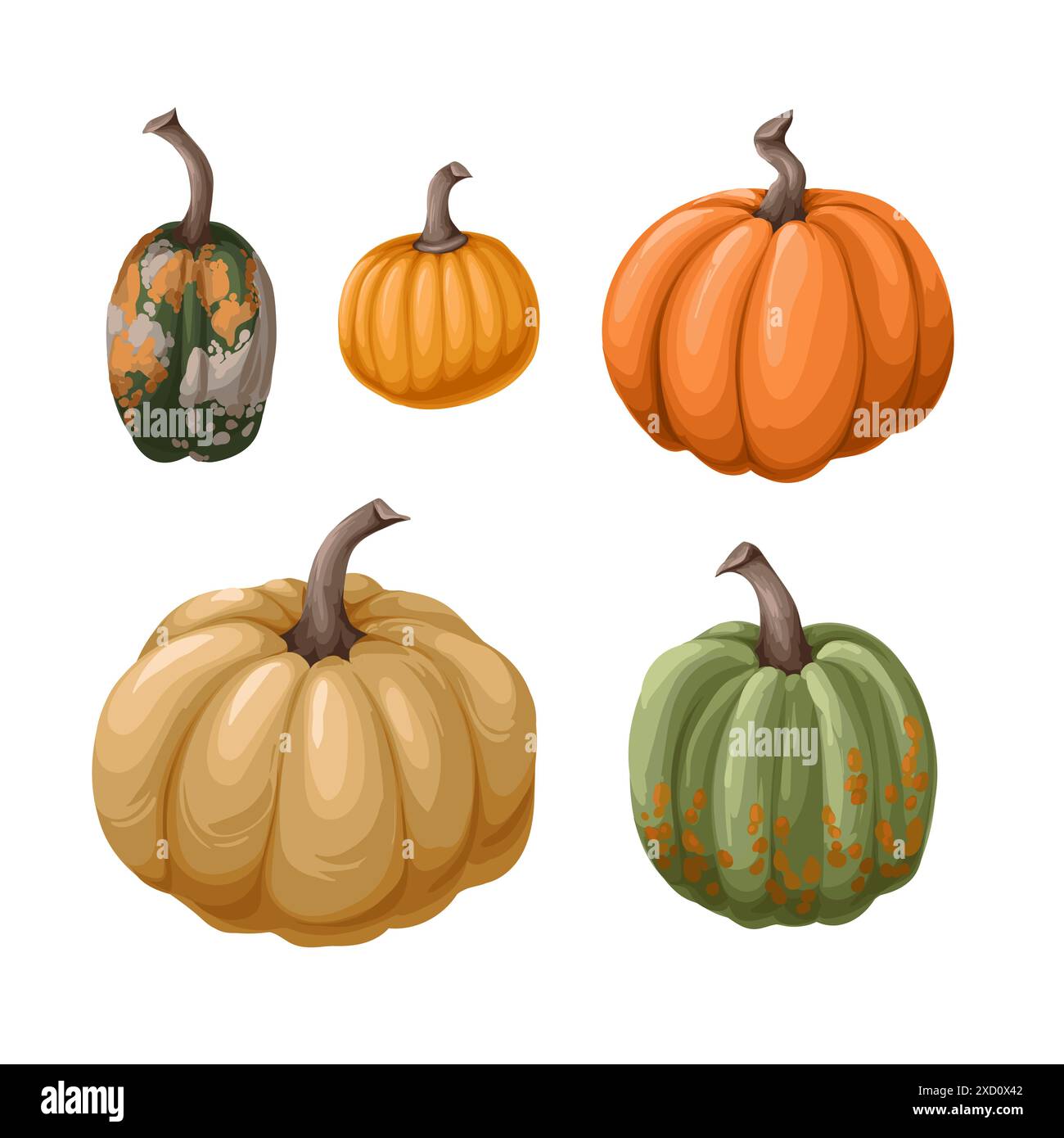 Different pumpkins isolated. Vector Stock Vector Image & Art - Alamy