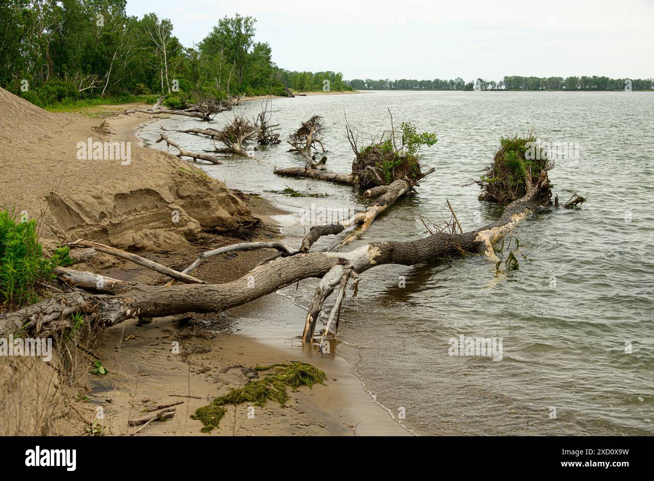 fallen trees along shoreline at Presque Isle in Erie Pa Stock Photo - Alamy