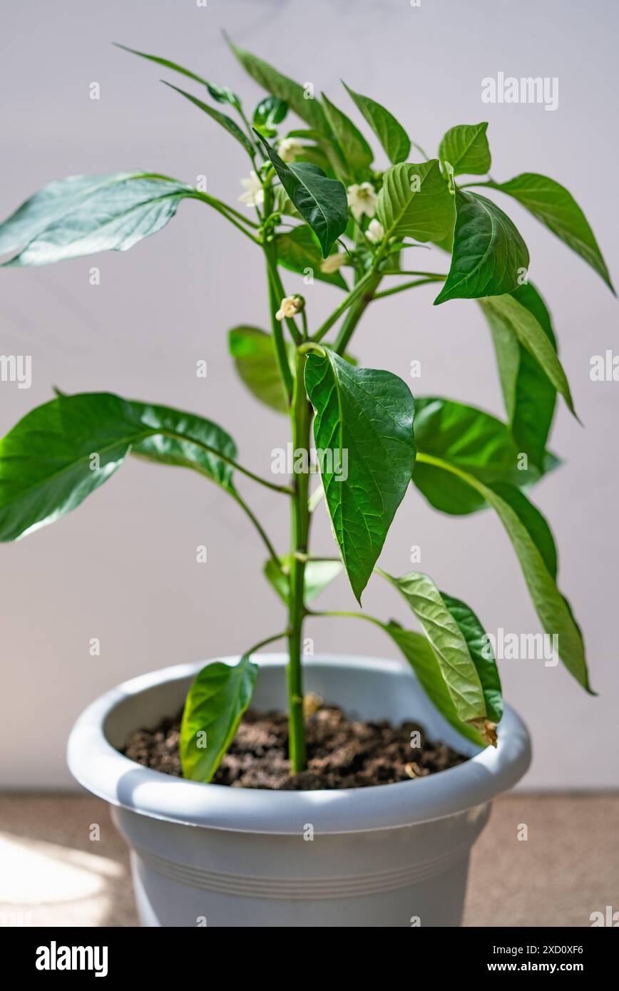 Close-up of a young green pepper plant growing in a white pot indoors, showcasing healthy leaves ...