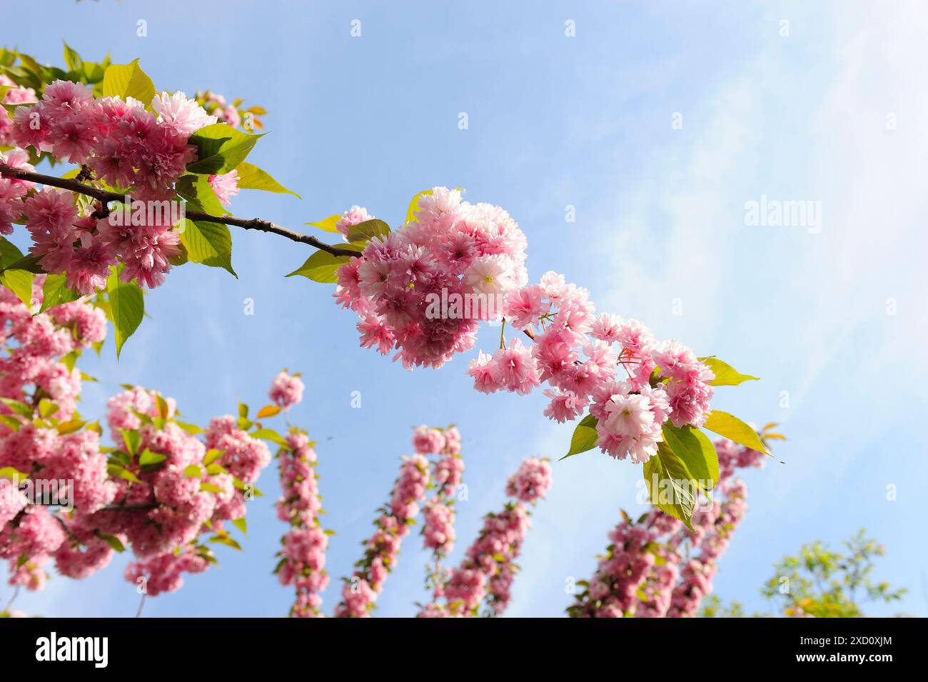fresh, flowers, natural, natural, spring, season, health, beauty ...