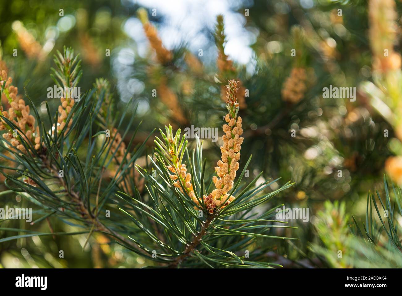Male pollen producing strobili on the branch of Scots pine. Blossom of ...