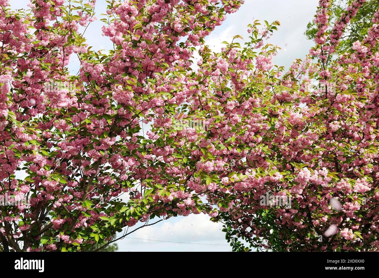 fresh, flowers, natural, natural, spring, season, health, beauty ...