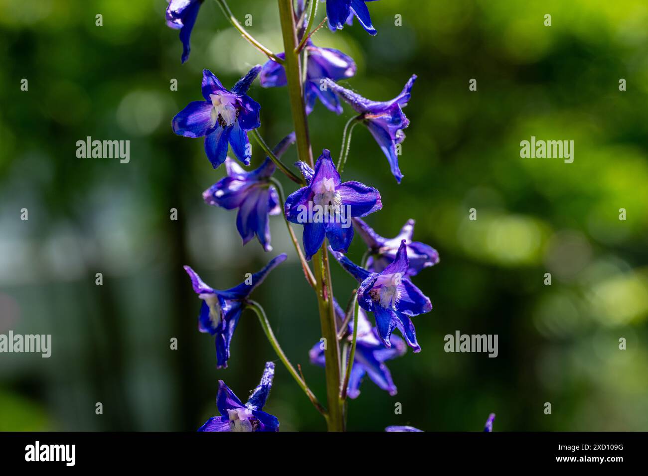 Candle larkspur delphinium elatum hi-res stock photography and images ...
