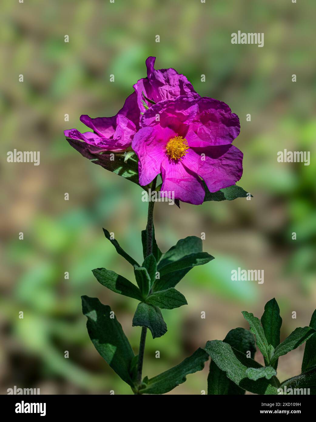Pink rock rose, Cistus incanus, Cistaceae Stock Photo - Alamy