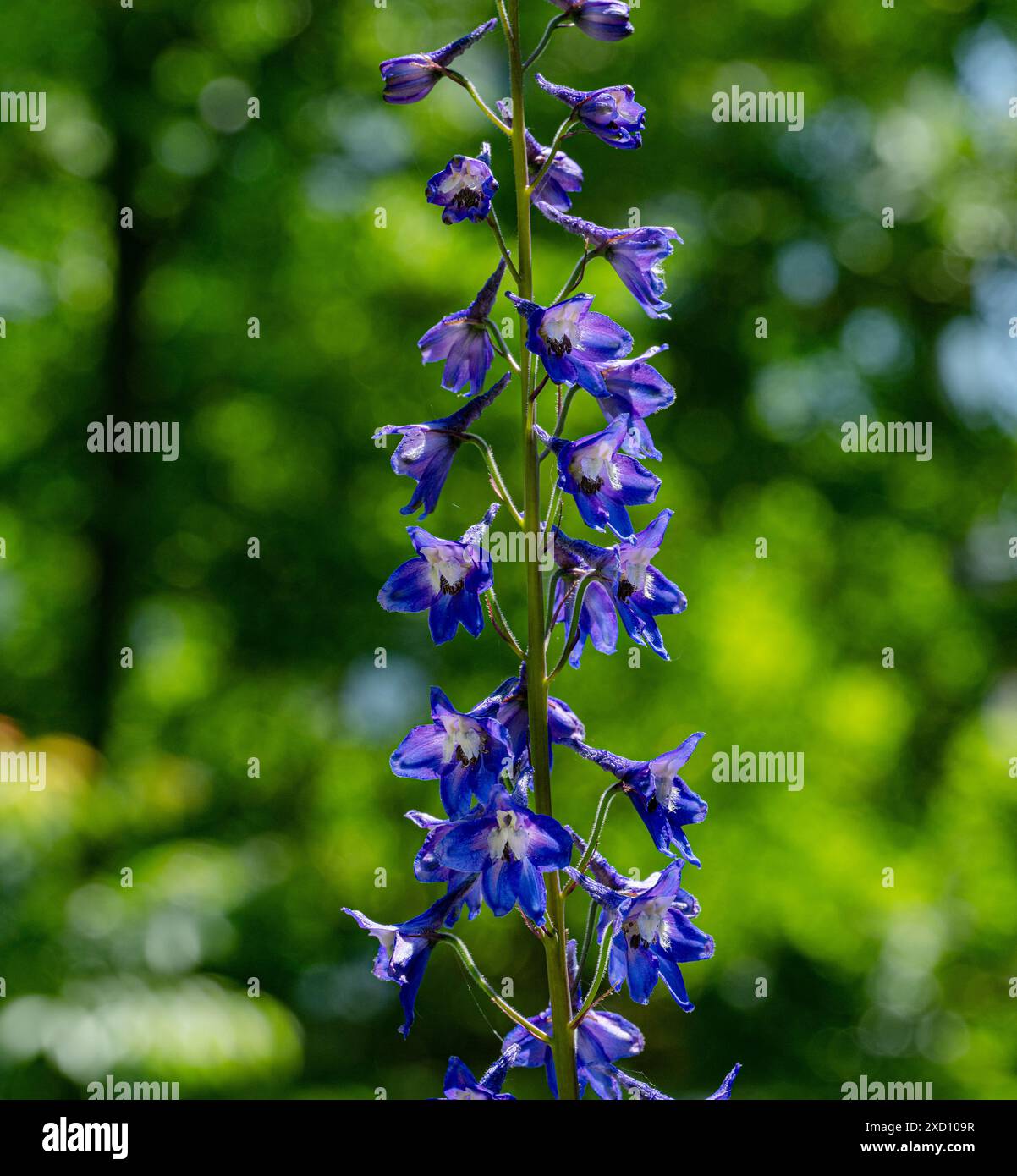 Candle larkspur delphinium elatum hi-res stock photography and images ...