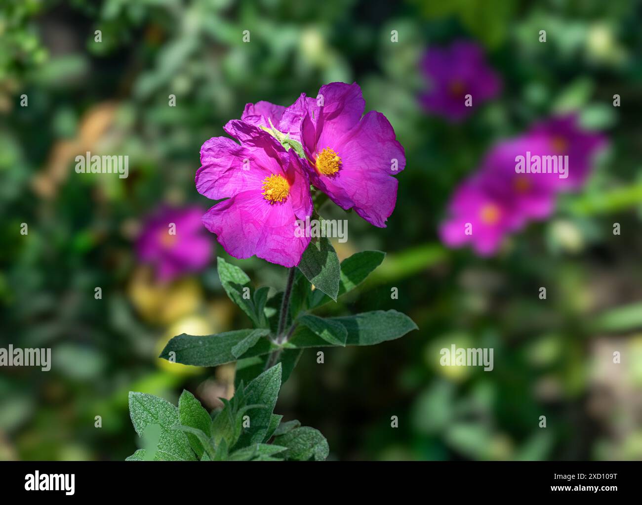 Pink rock rose, Cistus incanus, Cistaceae Stock Photo - Alamy
