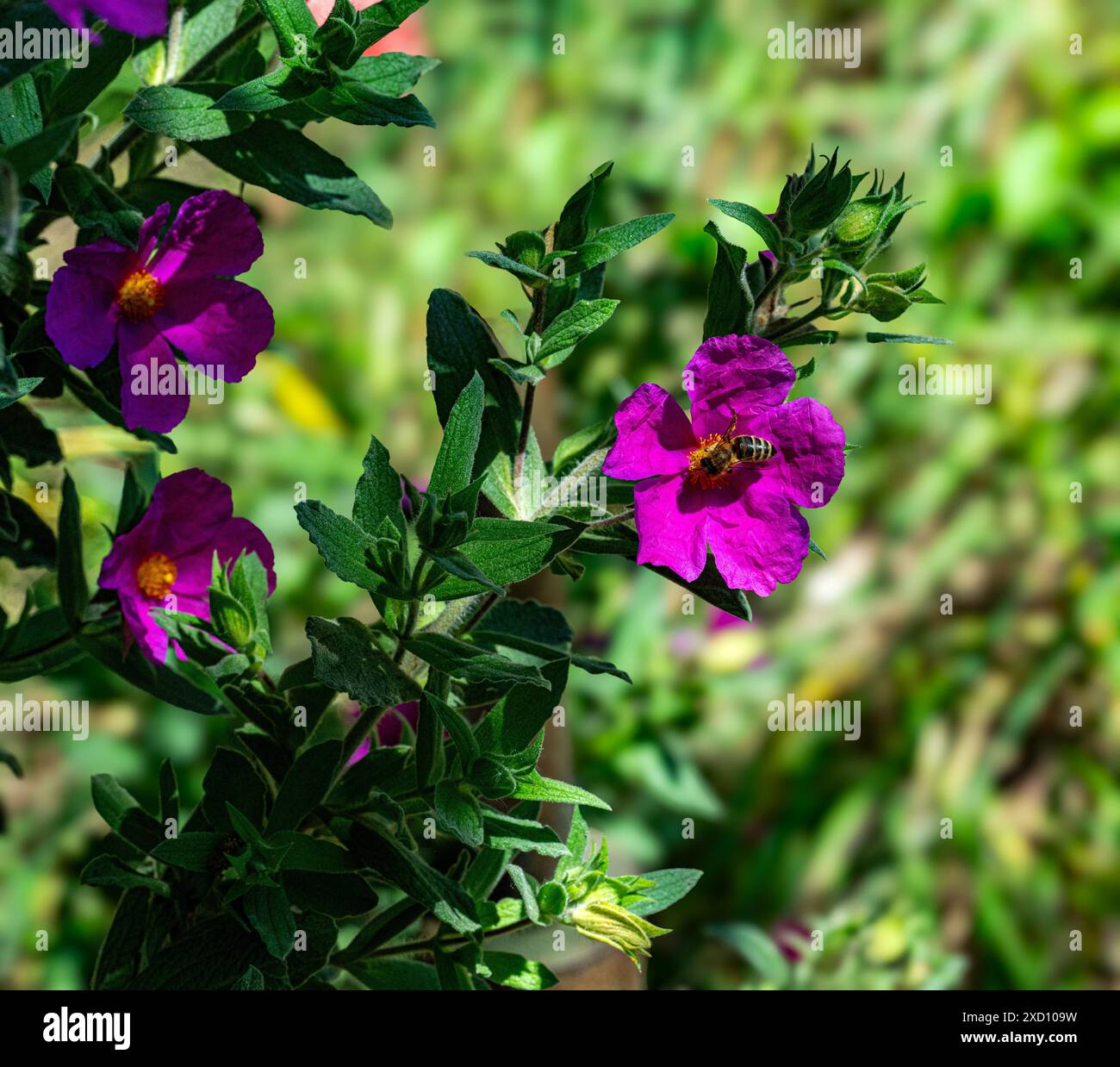 Pink rock rose, Cistus incanus, Cistaceae Stock Photo - Alamy