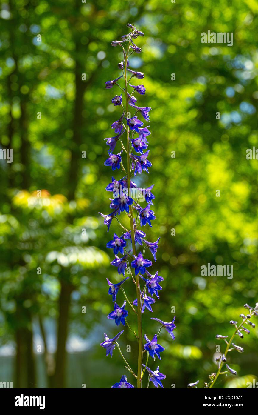 Candle larkspur delphinium elatum hi-res stock photography and images ...